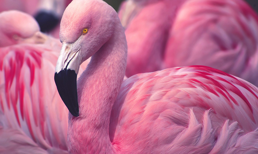 What Does The Future Look Like For 8K UHD MediaKind